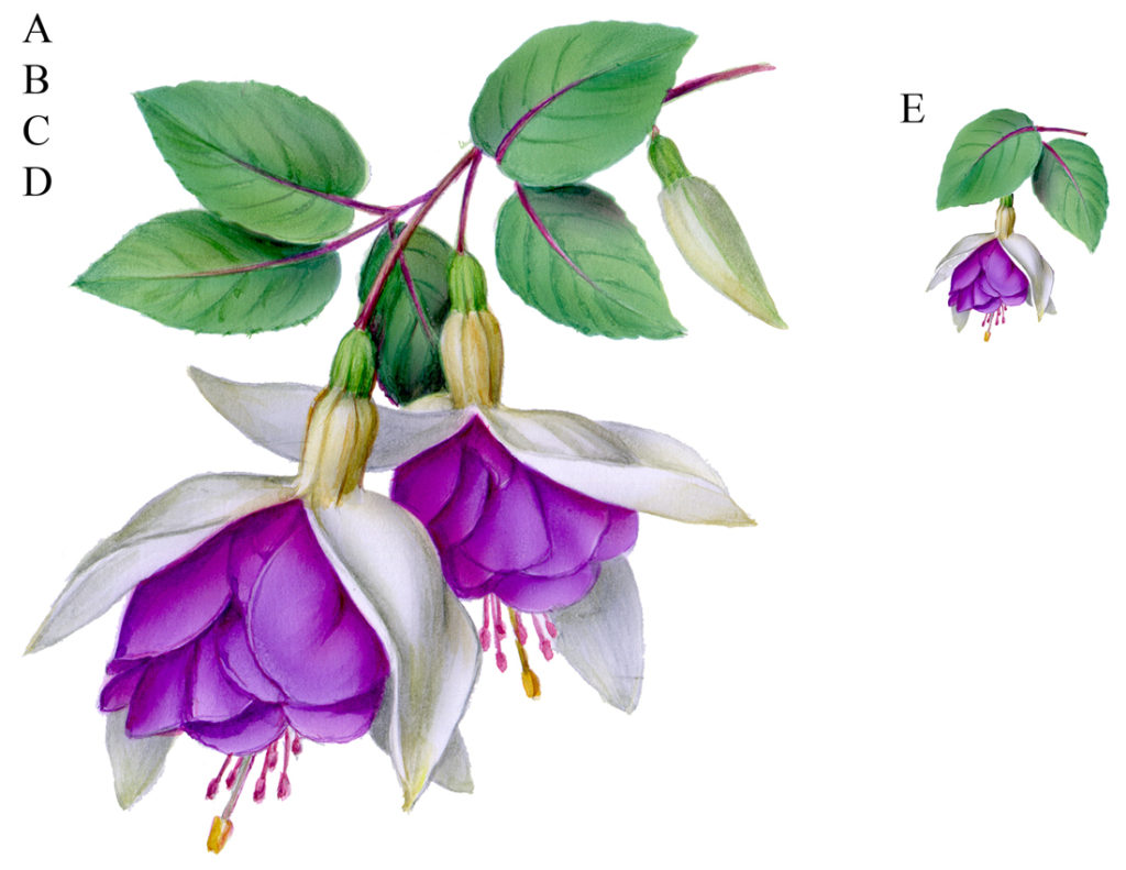 S159 - Bailey Decal Ltd