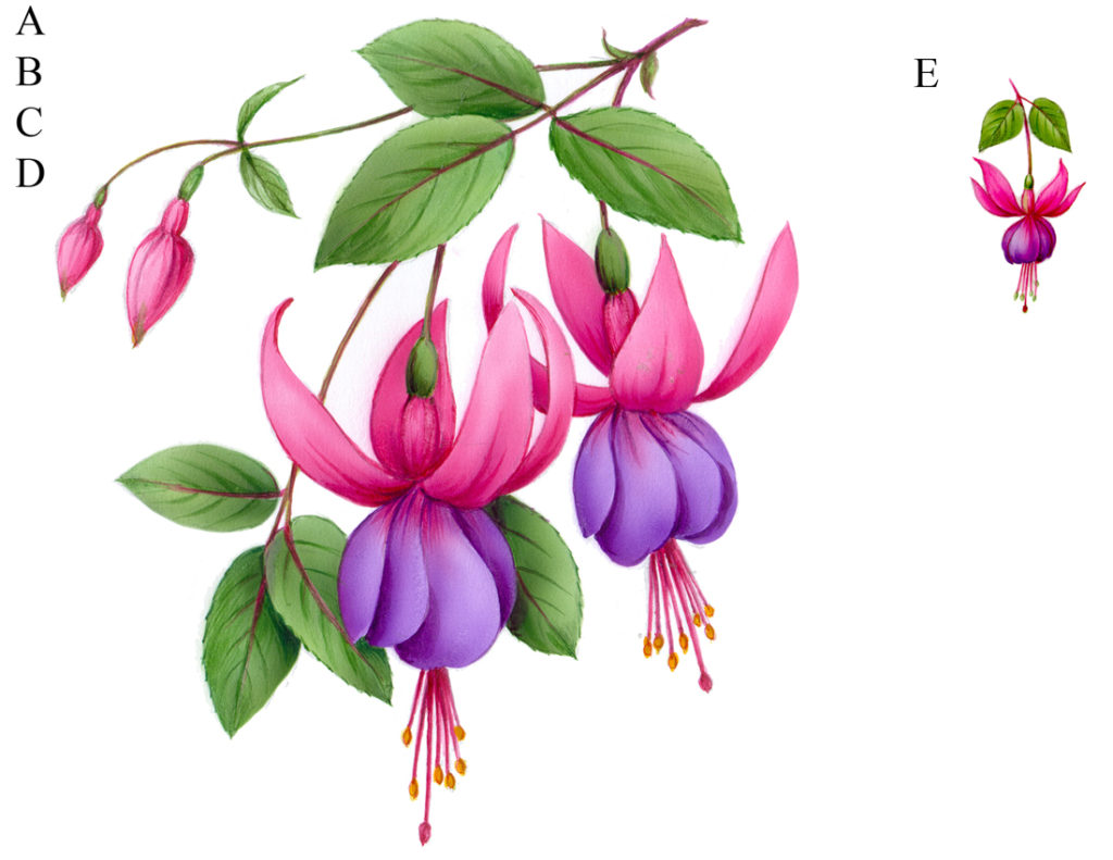 S160 - Bailey Decal Ltd