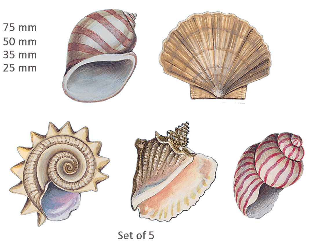 Fish / Fishing/Sealife Archives - Bailey Decal Ltd